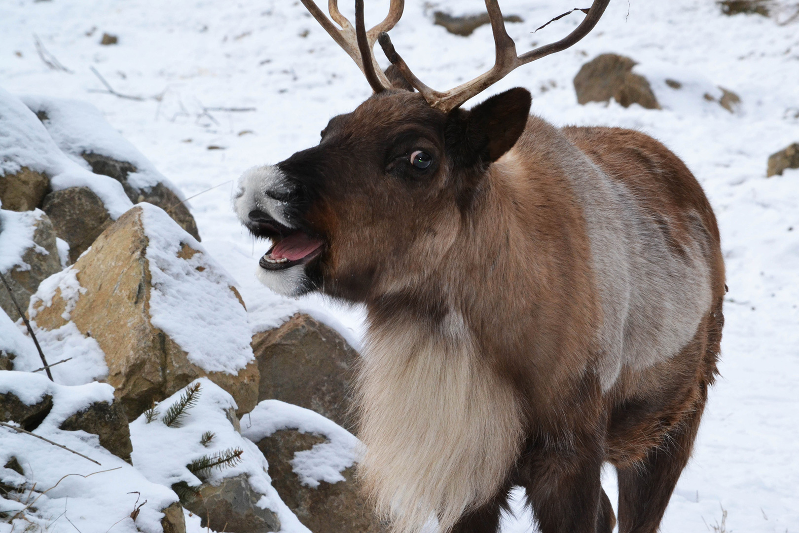 Les animaux | Zoo Ecomuseum