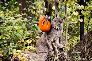 Fall at the Ecomuseum Zoo!