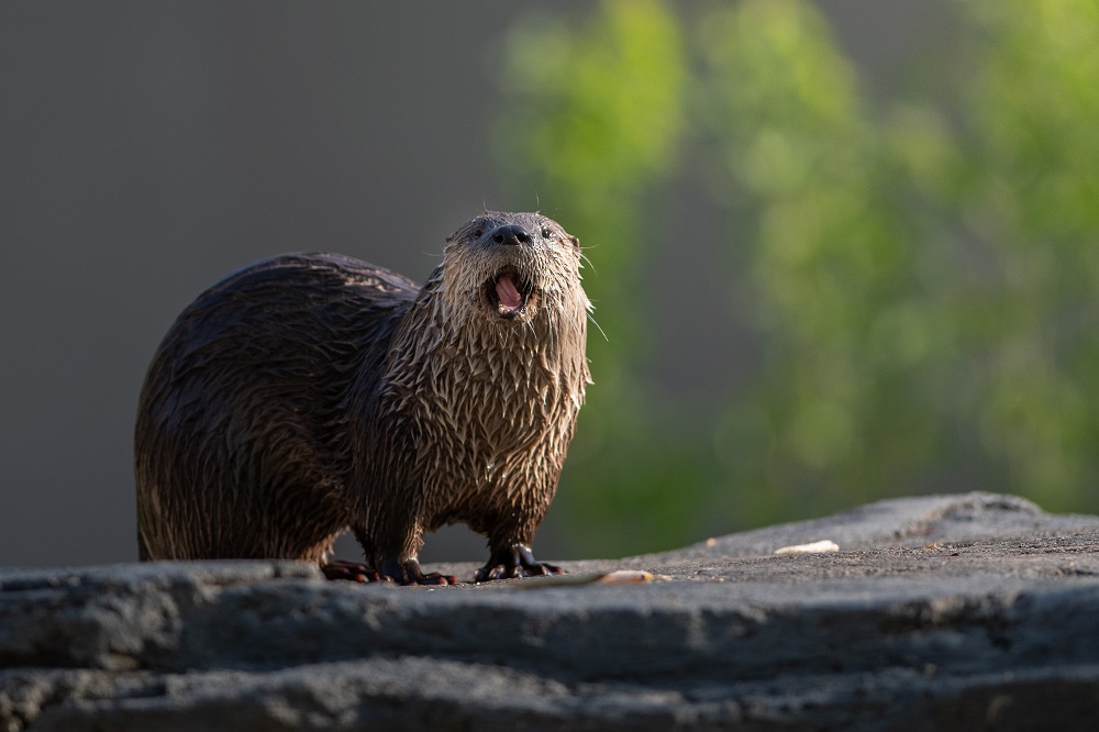Special activities at the Ecomuseum Zoo!