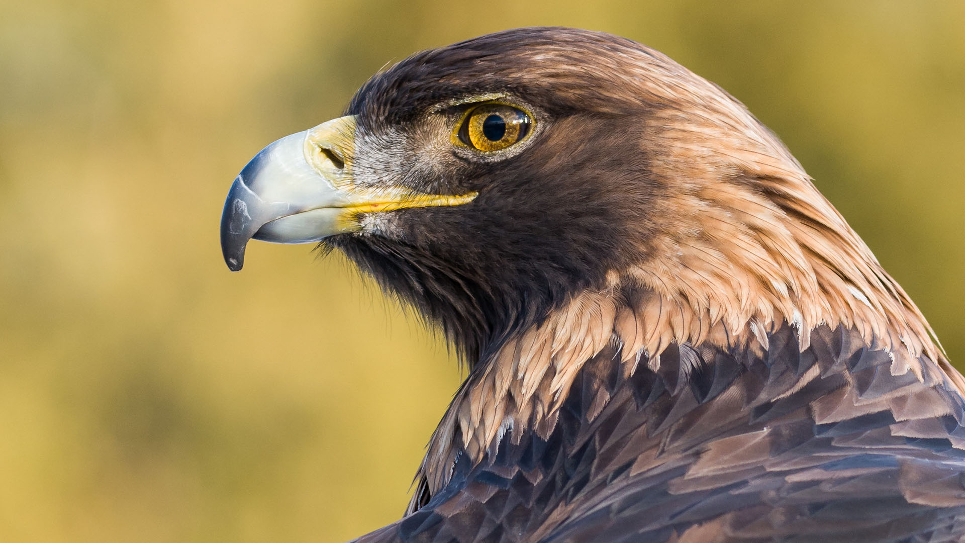 Aigle Royal Zoo Ecomuseum